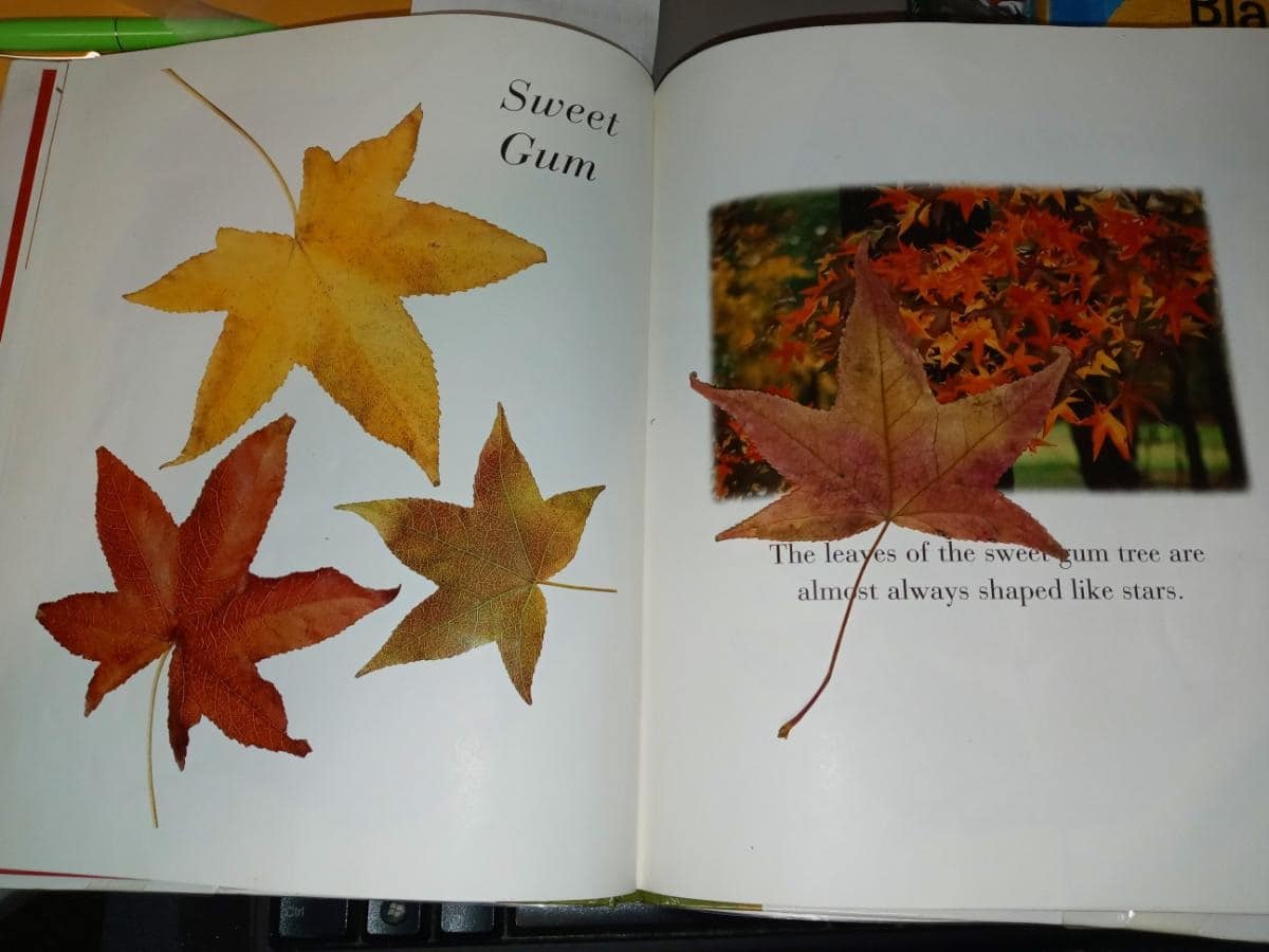 Sweet Gum | Oakland Public Library